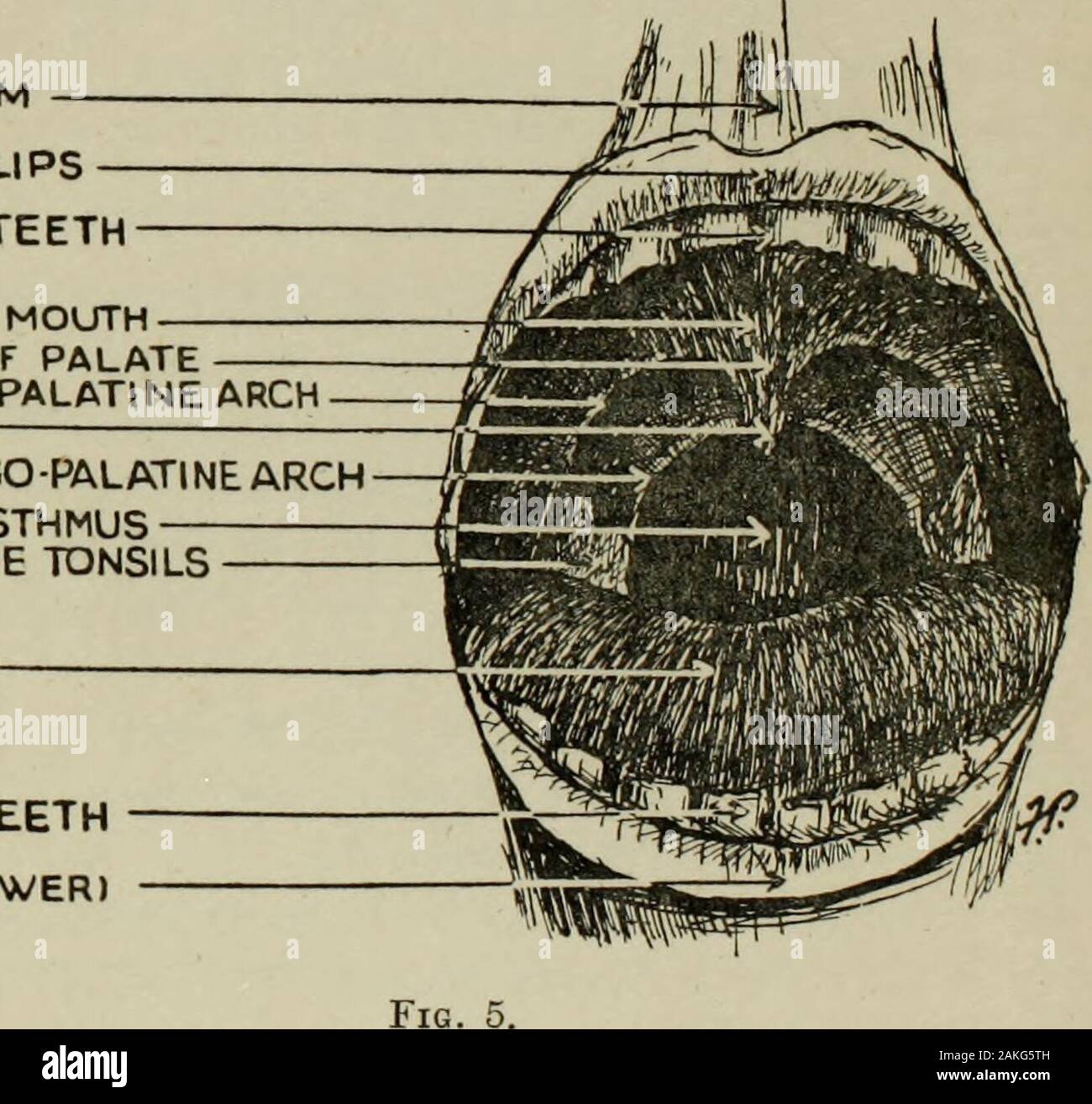 Philosophy of vocal culture : a textbook of vocal training and ...