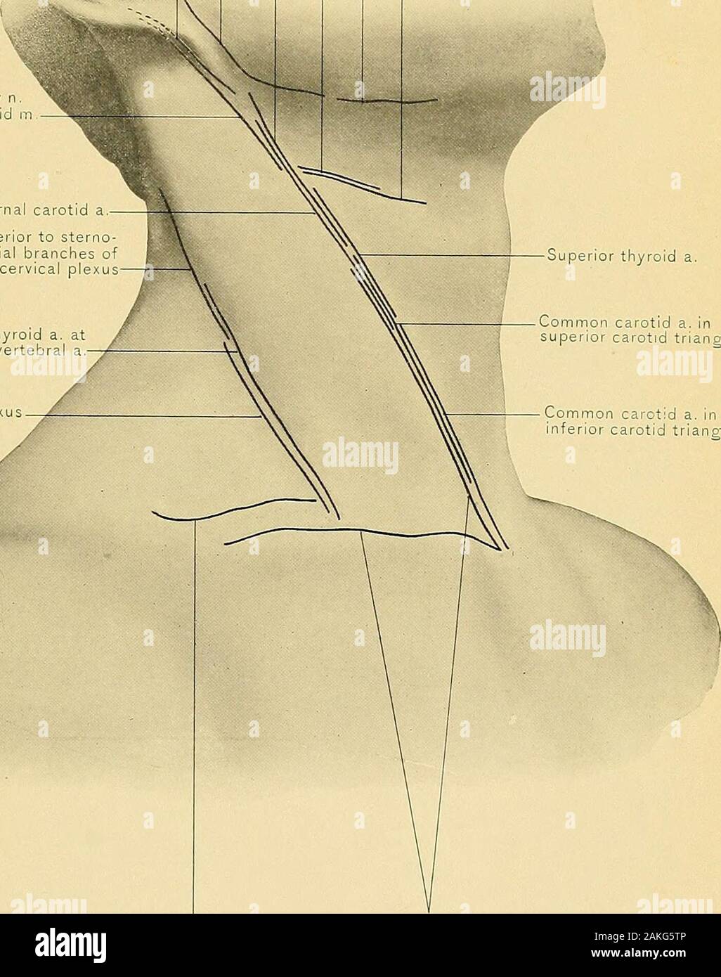 Surgical anatomy : a treatise on human anatomy in its application to ...