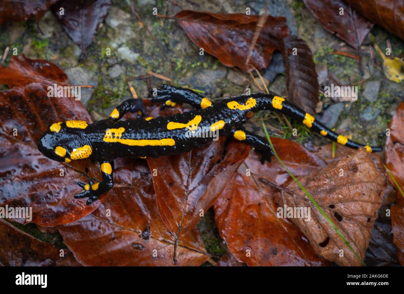 Salamander species hi-res stock photography and images - Alamy