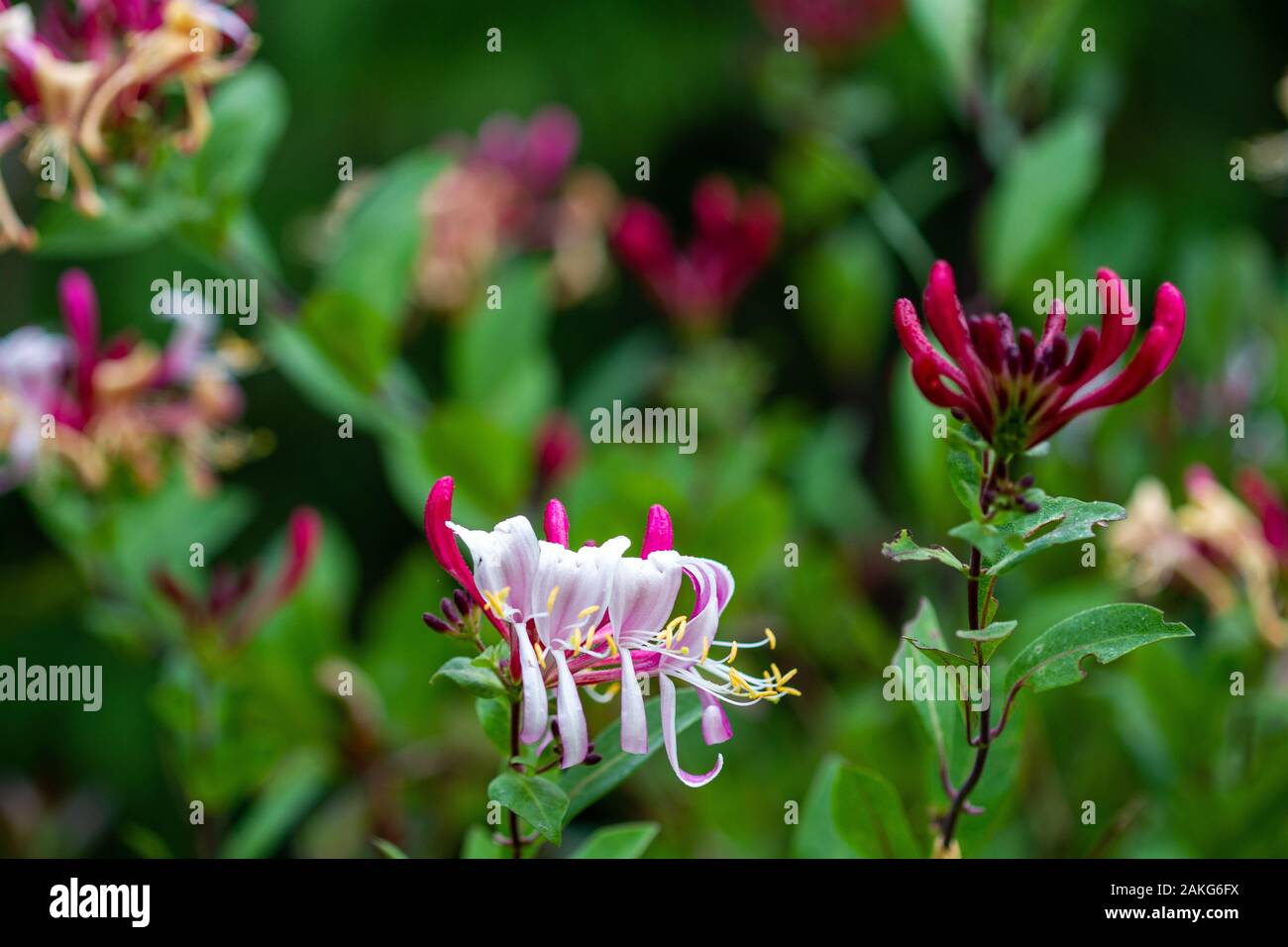 Honeysuckle species hi-res stock photography and images - Alamy