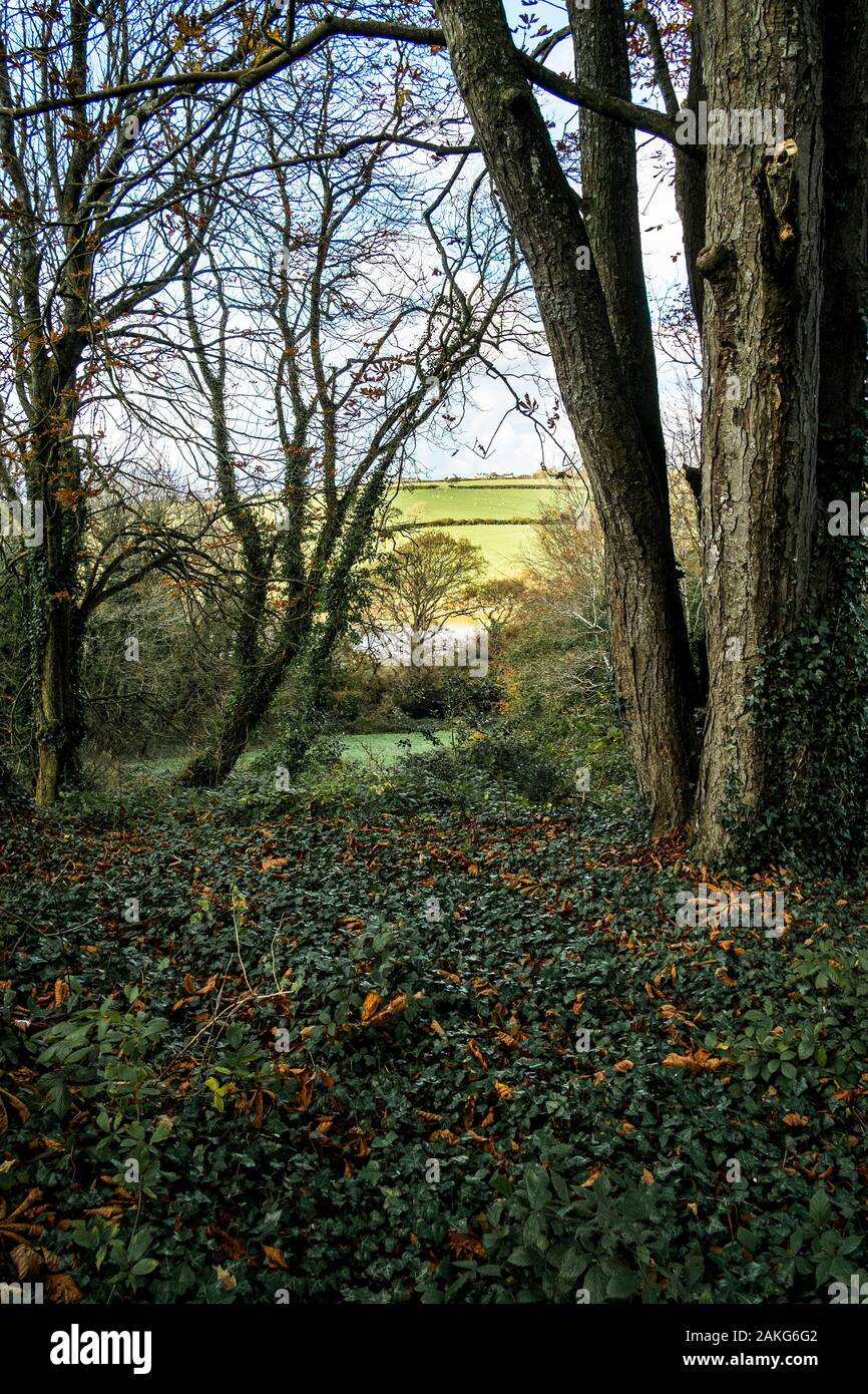 Porth Reservoir seen from Colan Woods the overgrown grounds of the ...