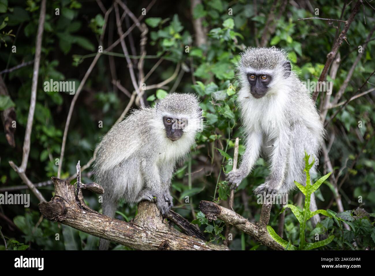 Two vervet monkeys (chlorocebus pygerythrus) in the Isimangaliso ...