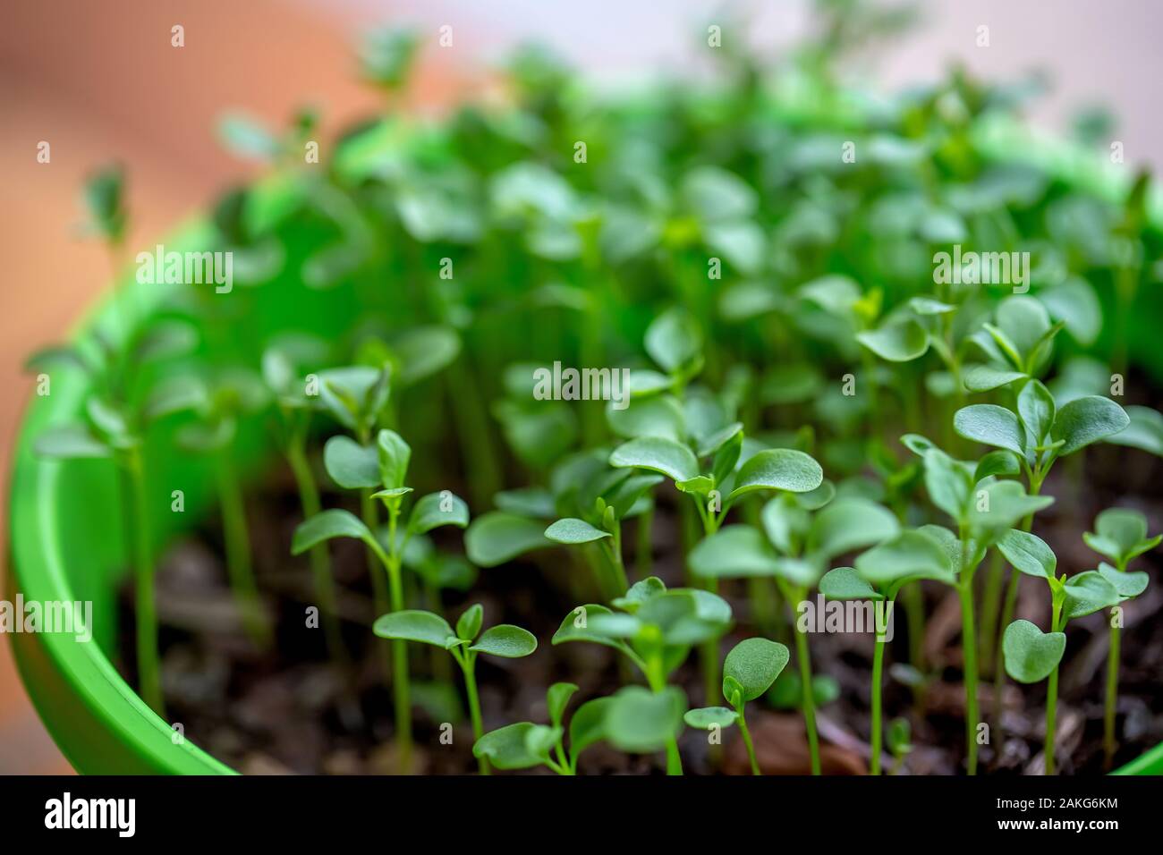 Microgreen pot hi-res stock photography and images - Alamy