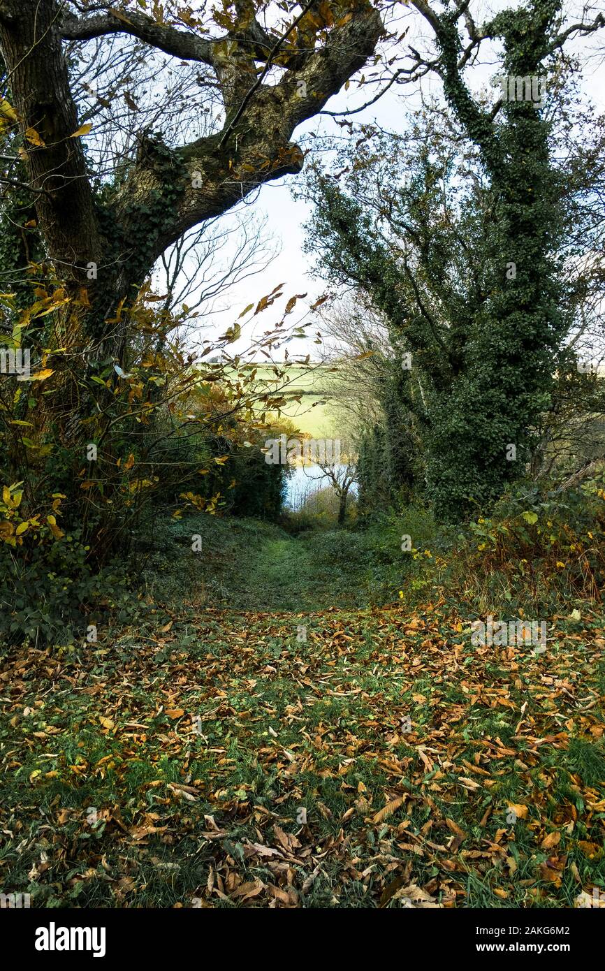 Porth Reservoir seen from Colan Woods the overgrown grounds of the ...