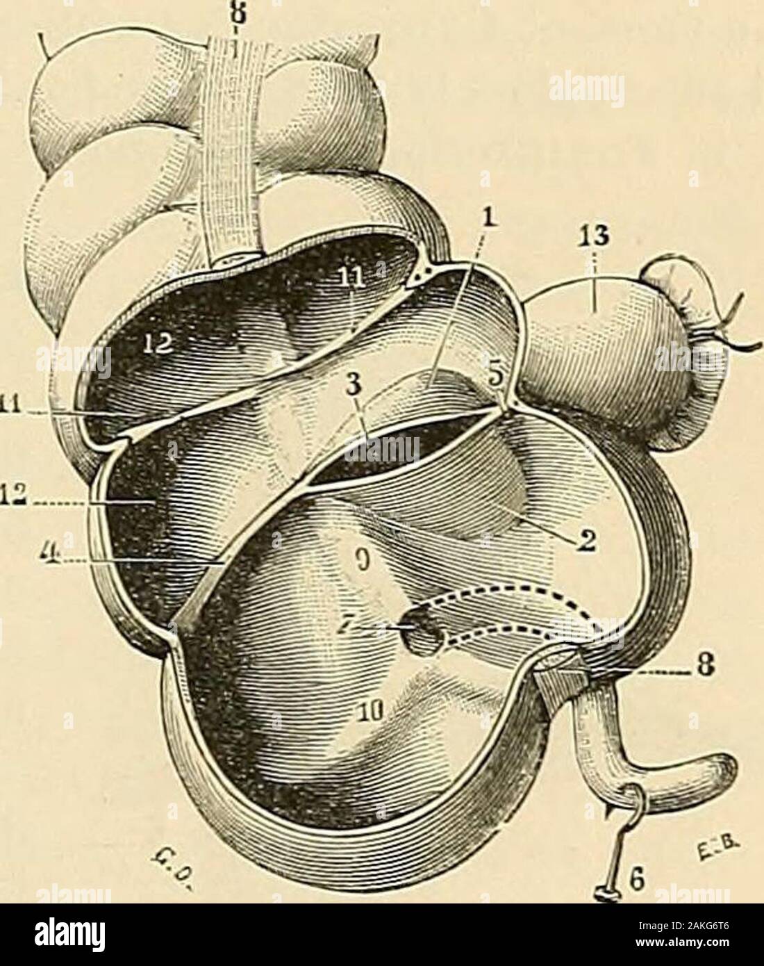 Anatomie de la structure hi-res stock photography and images - Alamy