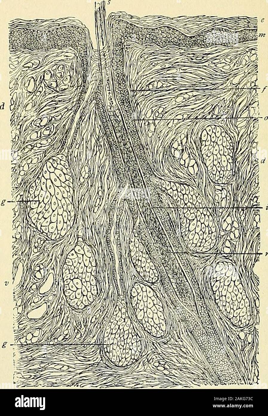 Dry seborrhea hi-res stock photography and images - Alamy