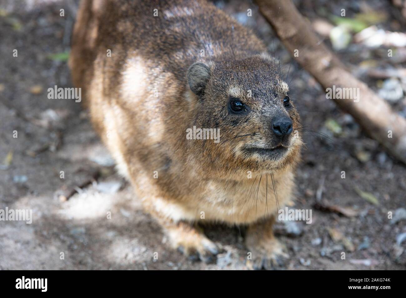 A Rock Hyrax (or dassie) in Boulders beach penguin colony in Cape Town ...