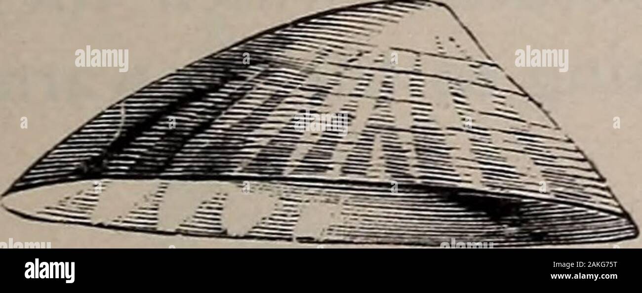 Atlantic fig snail hi-res stock photography and images - Alamy