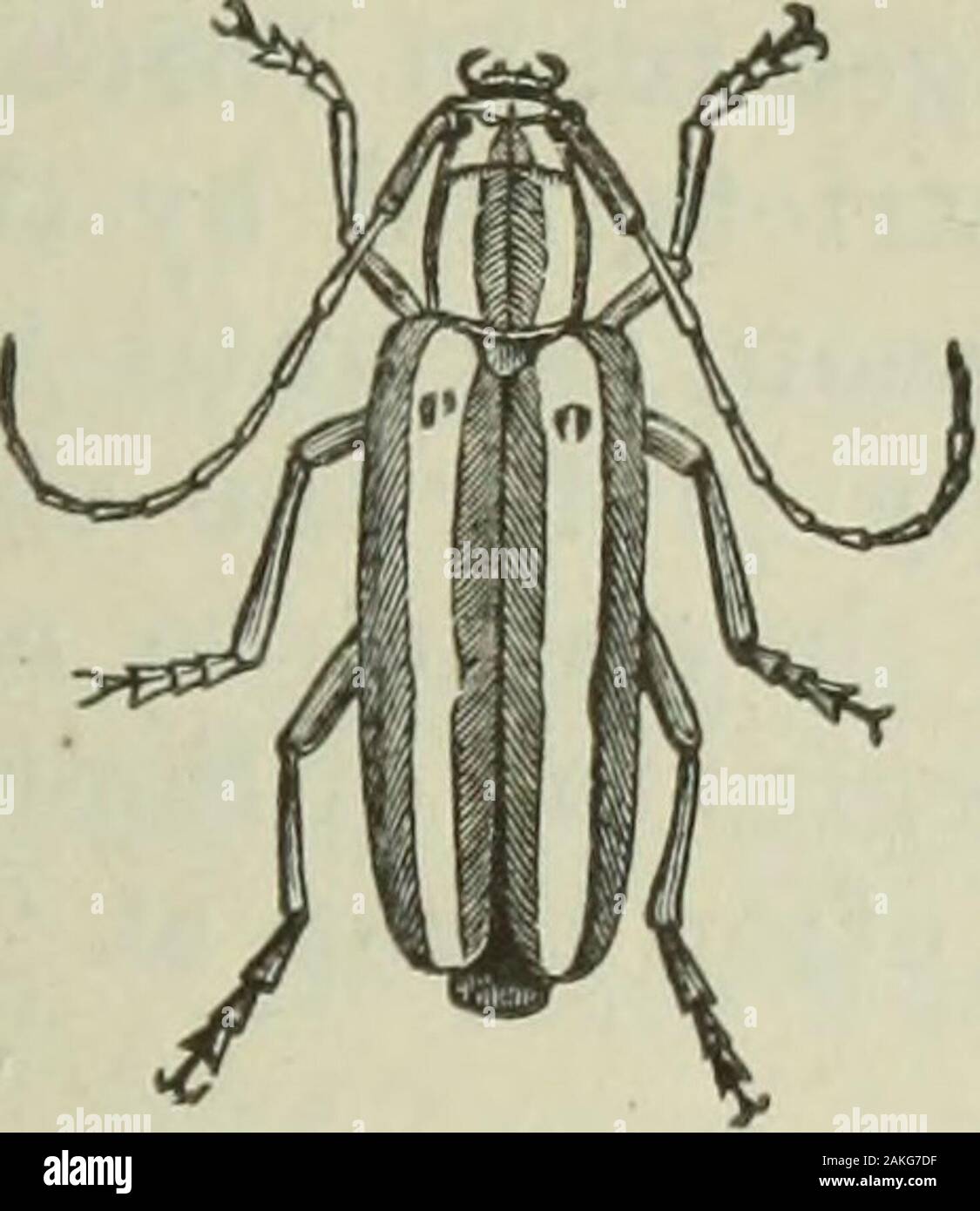 Apple tree borer hi-res stock photography and images - Alamy