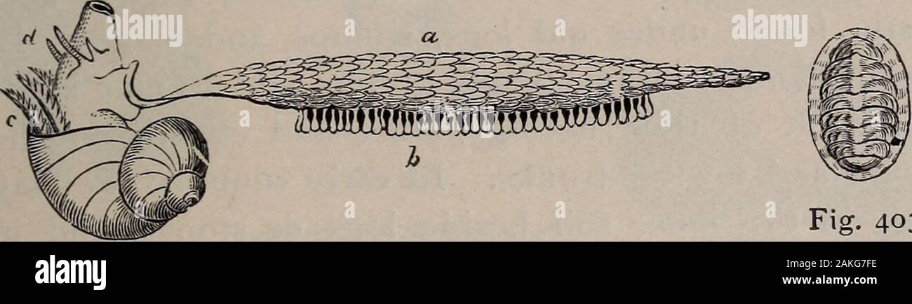 Natural history of animals; . Fig. 399. —Ear-shell, or Fig. 400. — Cup ...