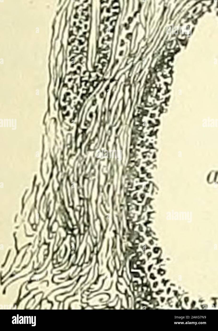 An American text-book of genito-urinary diseases, syphilis and diseases ...