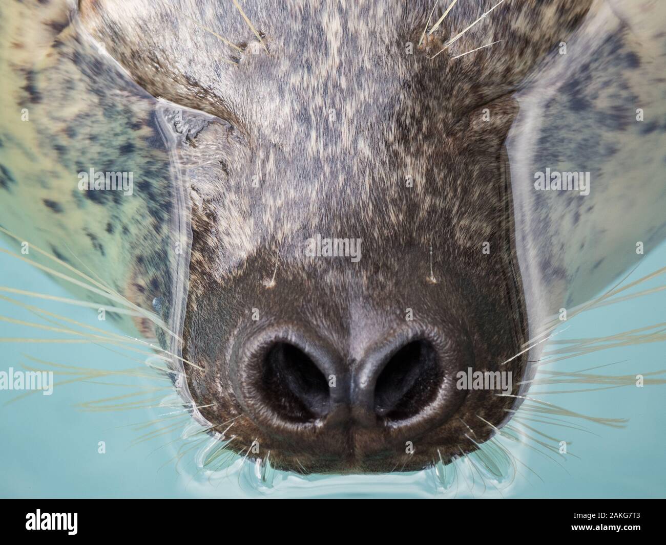 Close-up view of seal's face with eyes closed in water Stock Photo - Alamy