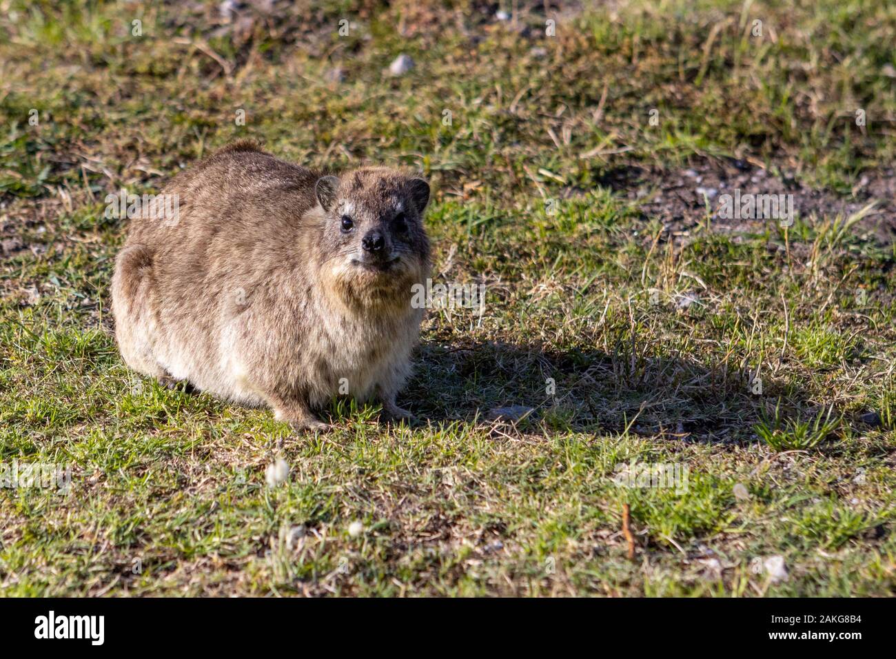 A Rock Hyrax (Dassie) in Hermanus, South Africa Stock Photo - Alamy