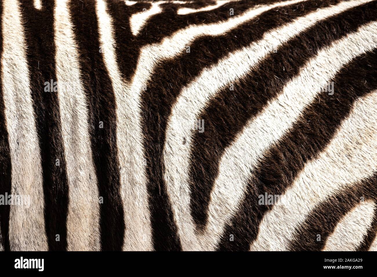 Detail of a zebra's hair in the Addo Elephant National Park, near Port ...