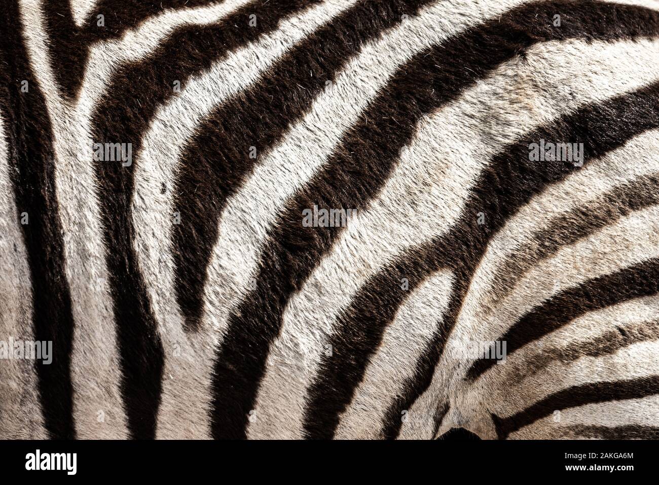 Detail of a zebra's hair in the Addo Elephant National Park, near Port ...
