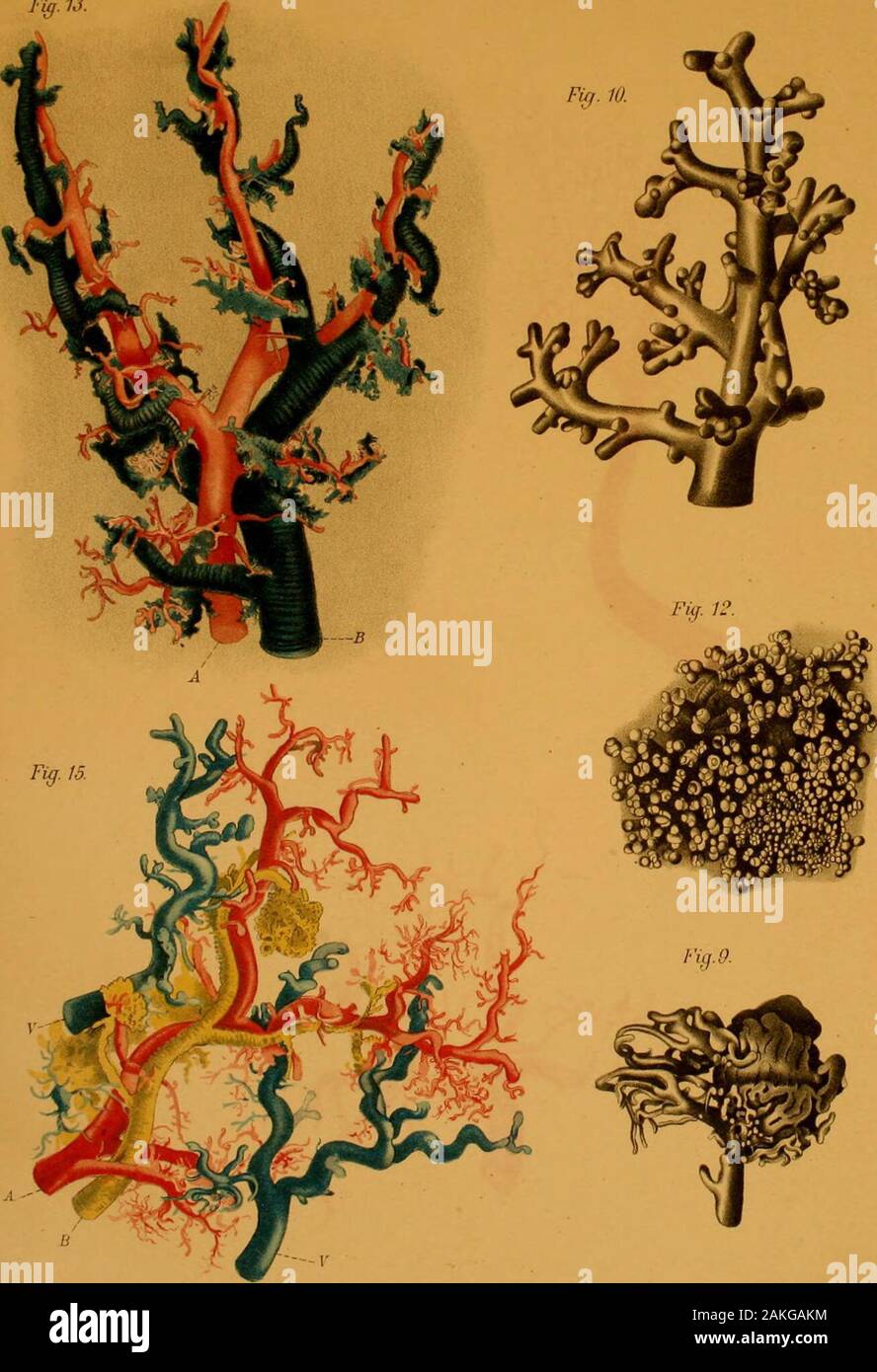 Journal of morphology . A.^ A.^ A.* the branches within the lobule ...
