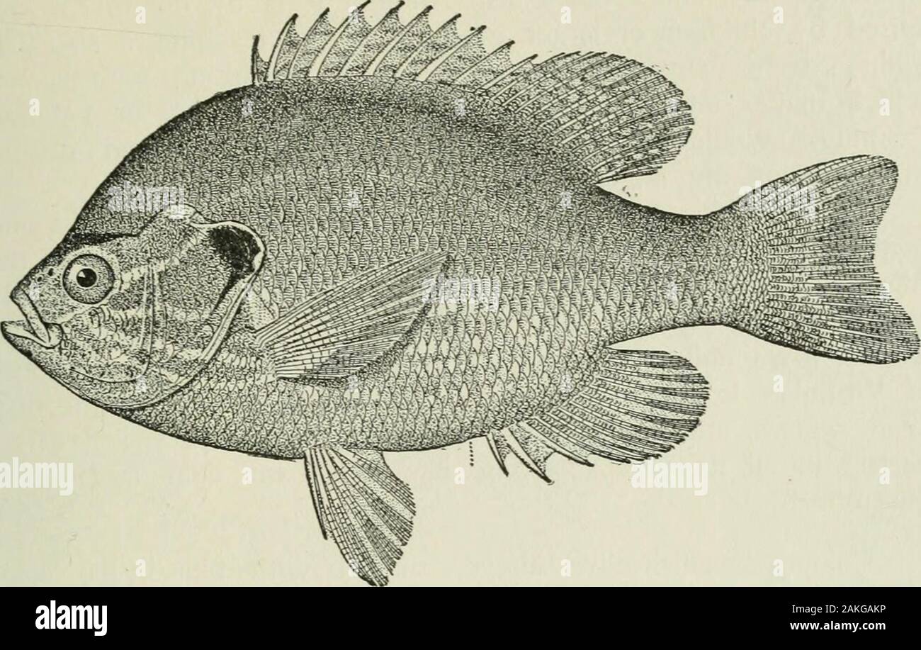 Pumpkin seed sunfish hi-res stock photography and images - Alamy