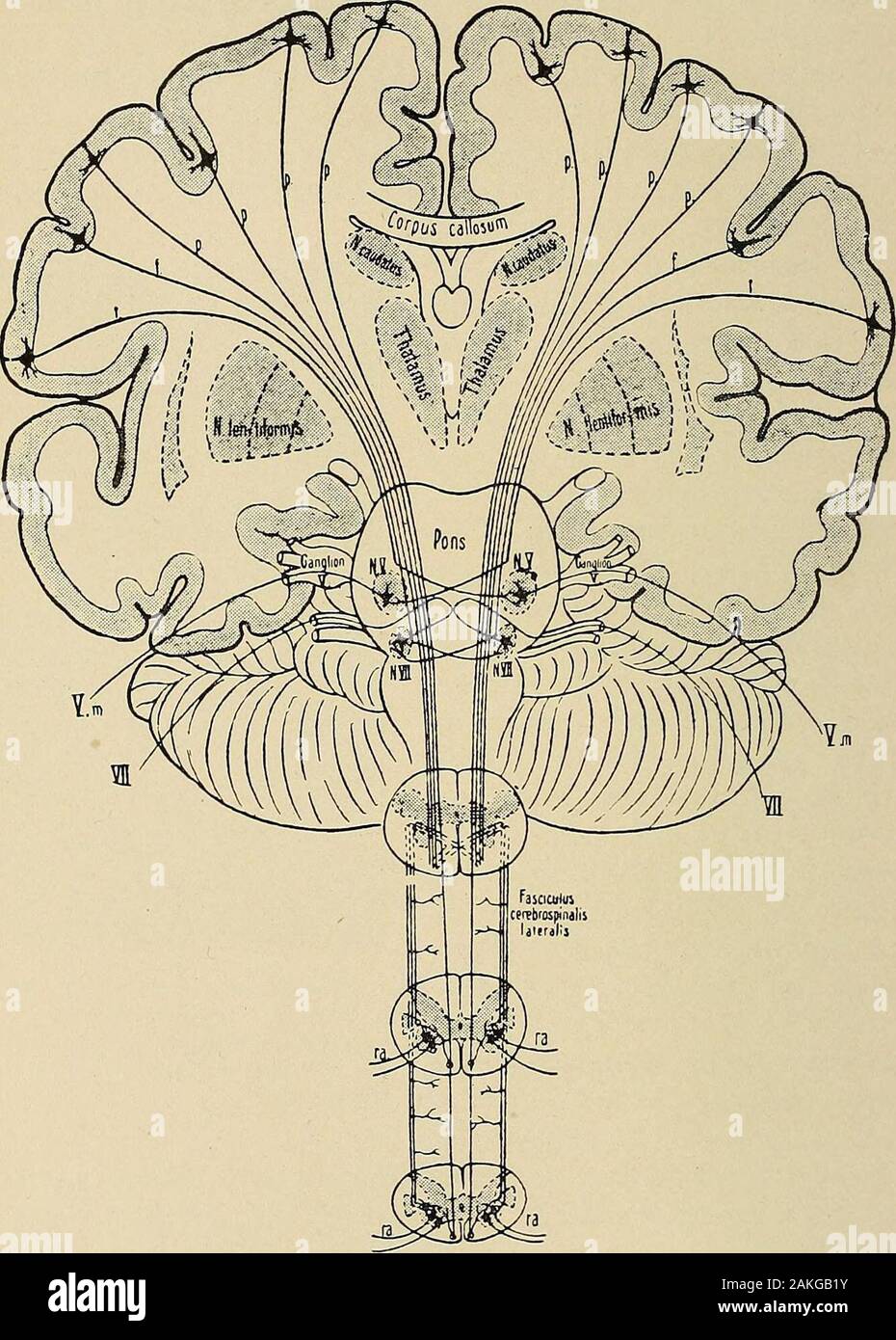 Diseases of the nervous system : a text-book of neurology and ...