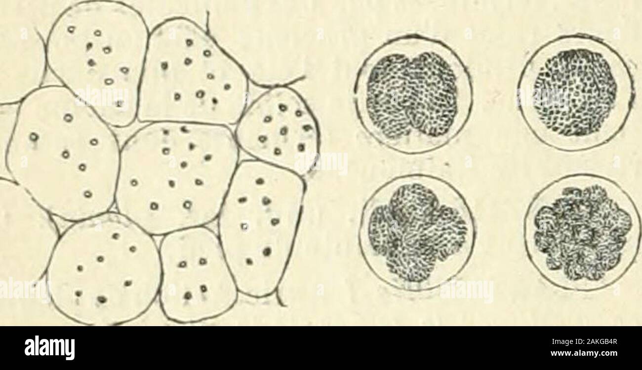 Cellule de plante hi-res stock photography and images - Alamy