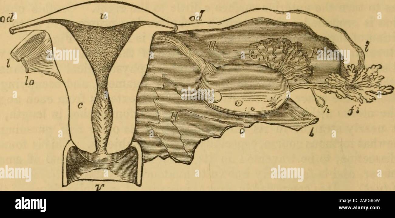 Round ligament of uterus hi-res stock photography and images - Alamy