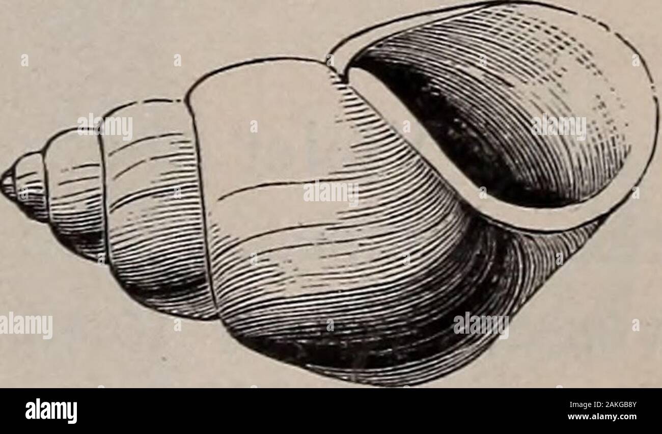 Natural history of animals; . Fig. 392. — Fig. 393-— Fig- 394 ...