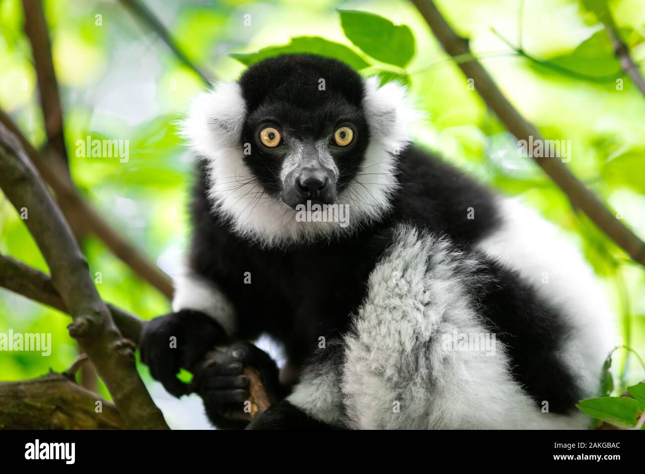 Ring tailed lemur tail hi-res stock photography and images - Alamy