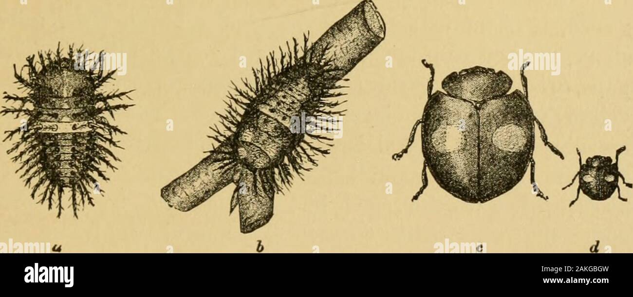 Insects injurious to fruits . The Cactus Lady-bird. Chilochorus cacti ...