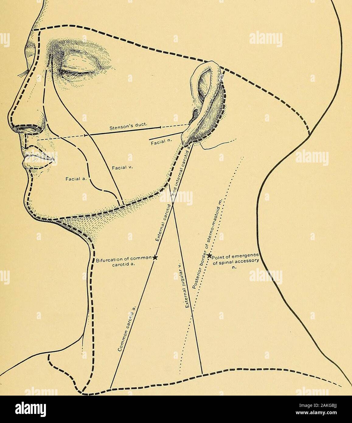 Surgical anatomy : a treatise on human anatomy in its application to ...