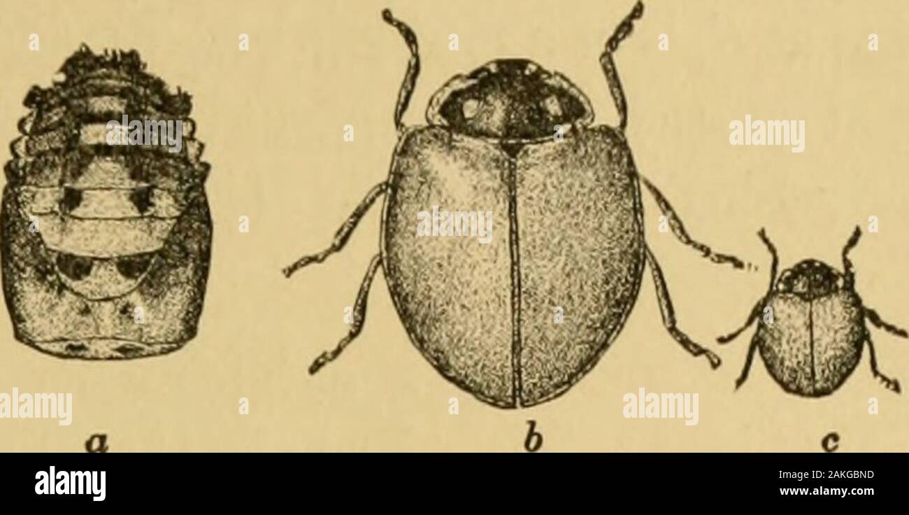 Insects injurious to fruits . ady-bird. Cycloneda sanguinea (Linn ...