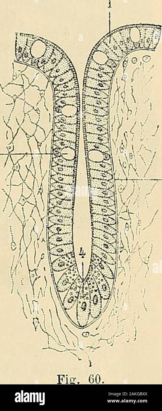 Traité d'anatomie humaine : anatomie descriptive, histologie ...
