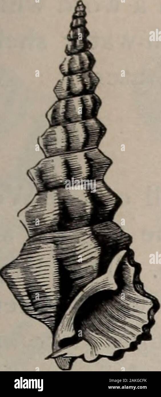 Natural history of animals; . Fig. 382. — Sigaretus. Fig. 383. — Natica ...