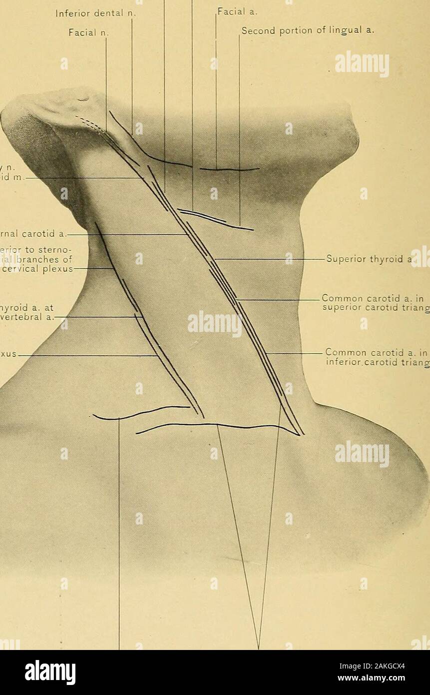 Surgical anatomy : a treatise on human anatomy in its application to ...