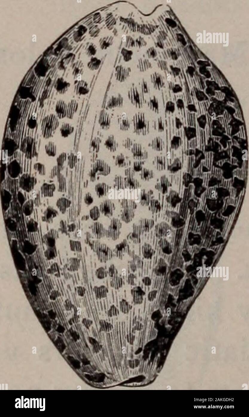 Miter shell hi-res stock photography and images - Alamy