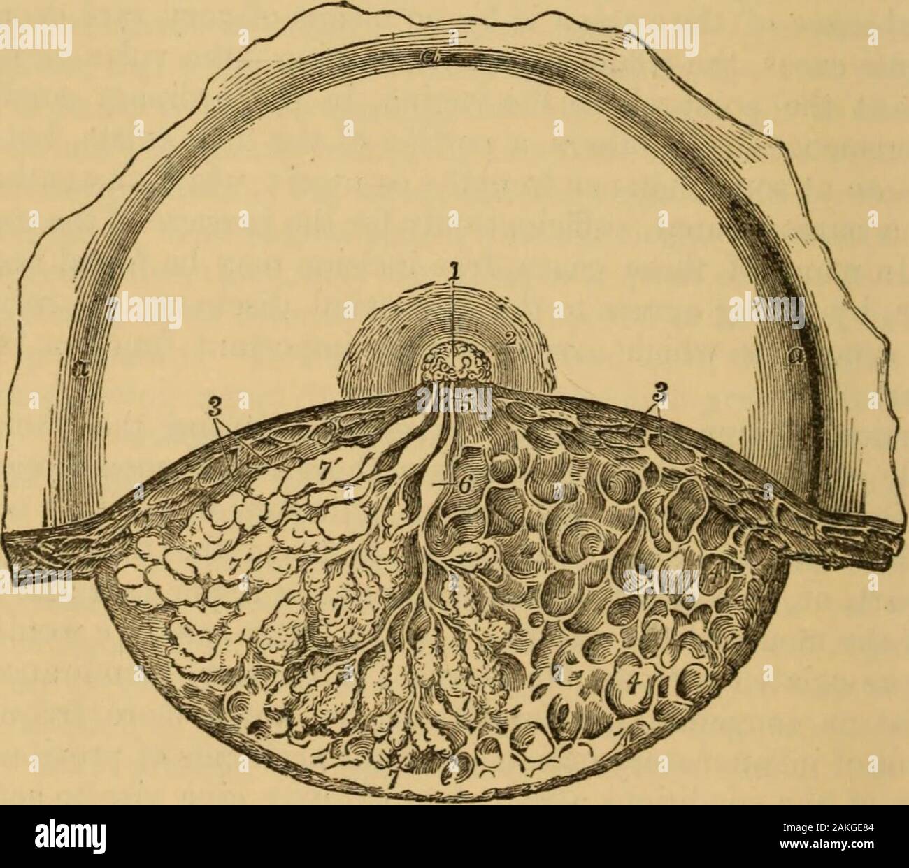 A System of midwifery : including the diseases of pregnancy and the ...