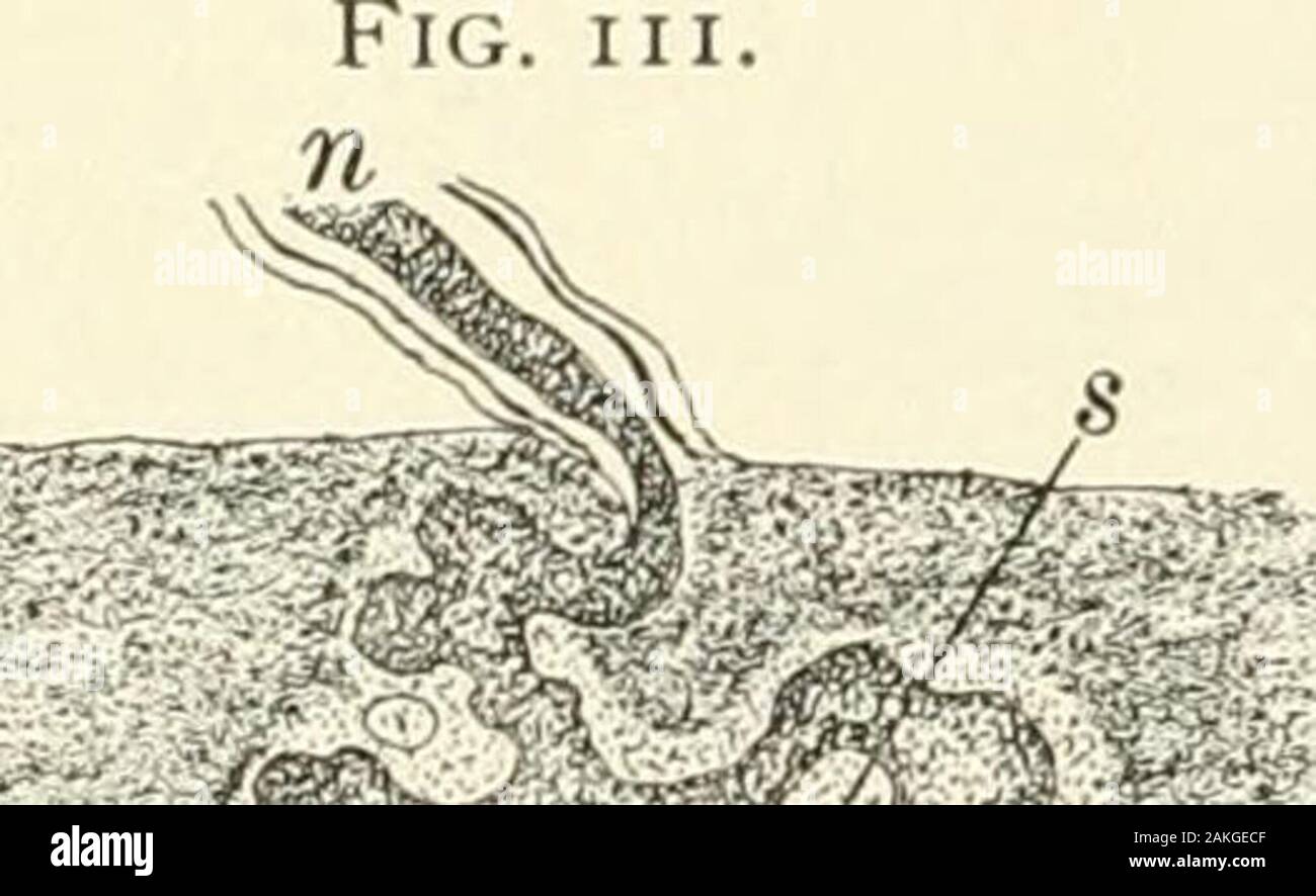 Sarcolemma hi-res stock photography and images - Alamy