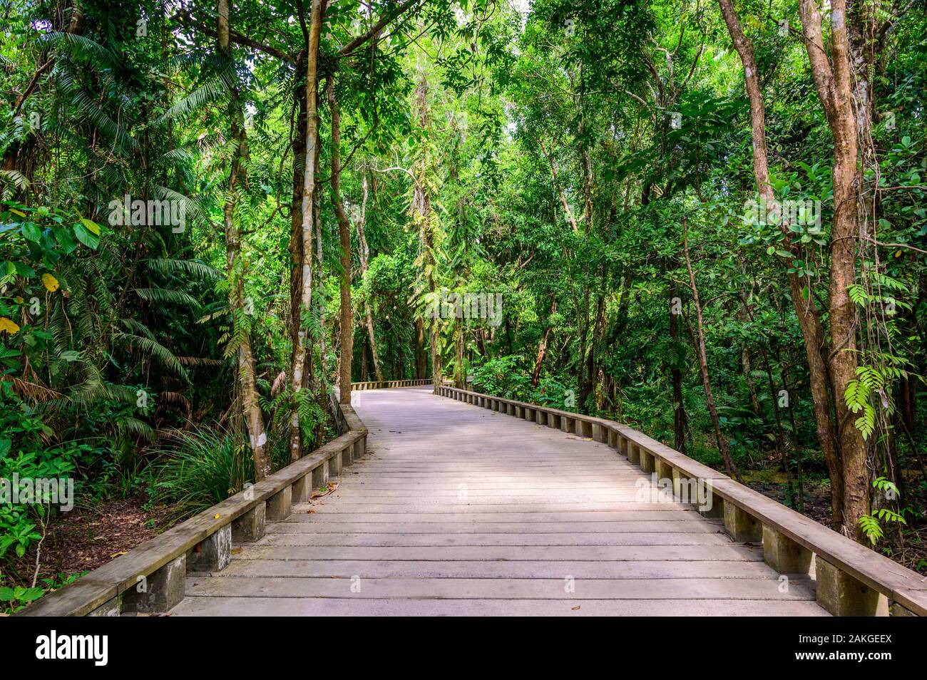 Wooden footpath and trail in tropical rain forest - close to Lio Beach ...
