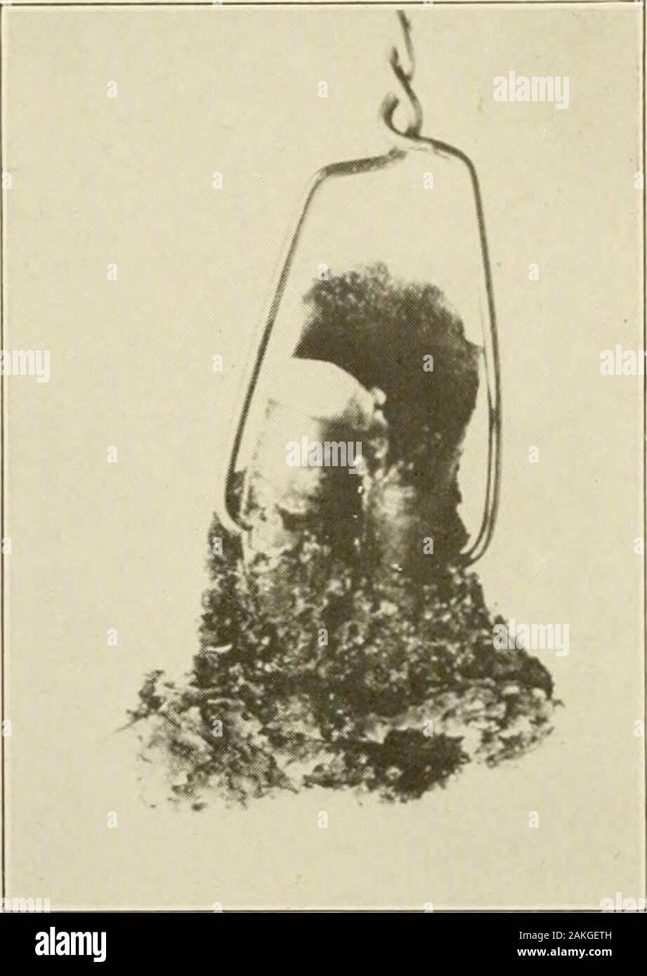 Osteum hi-res stock photography and images - Alamy