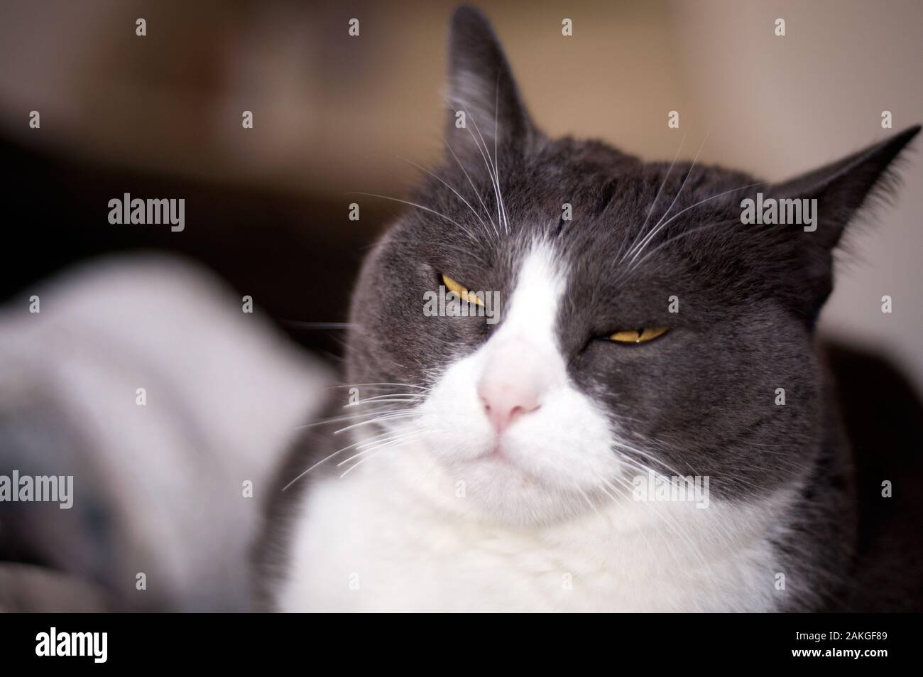 closeup of a grumpy, beautiful, white and grey female cat with orange ...
