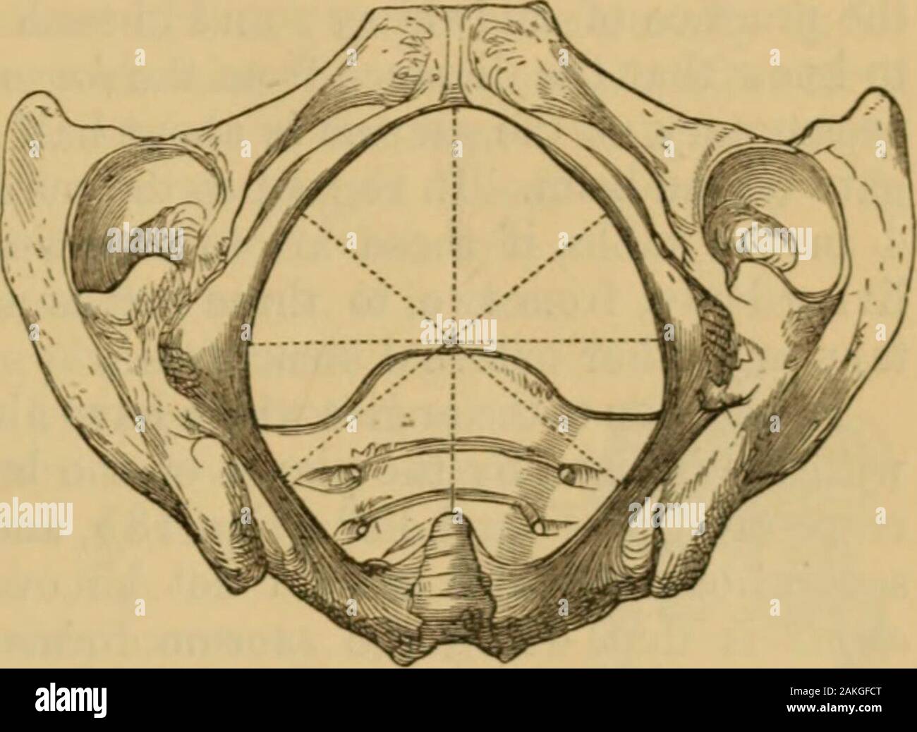 Sacrum tube hi-res stock photography and images - Alamy