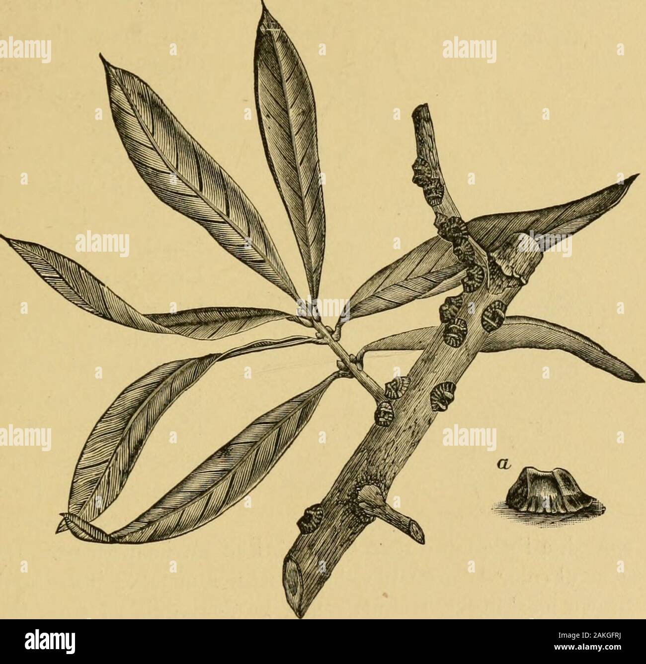 T shaped insects hi-res stock photography and images - Alamy