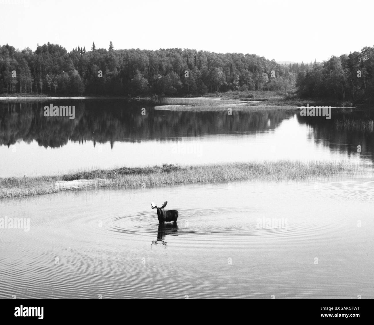 Bull Moose Black and White Stock Photos & Images - Alamy