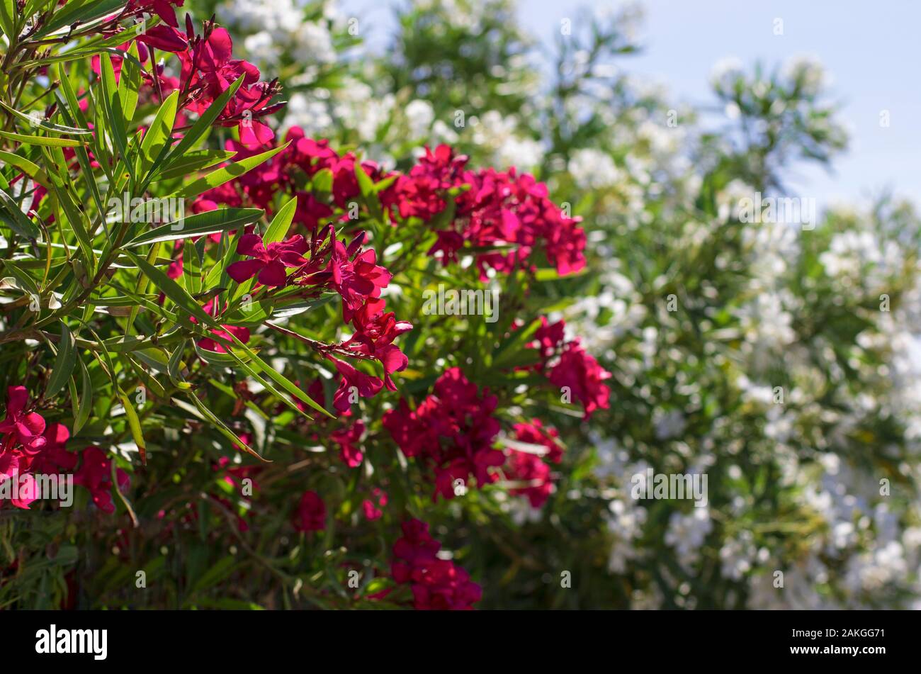 Oleander bush hi-res stock photography and images - Alamy