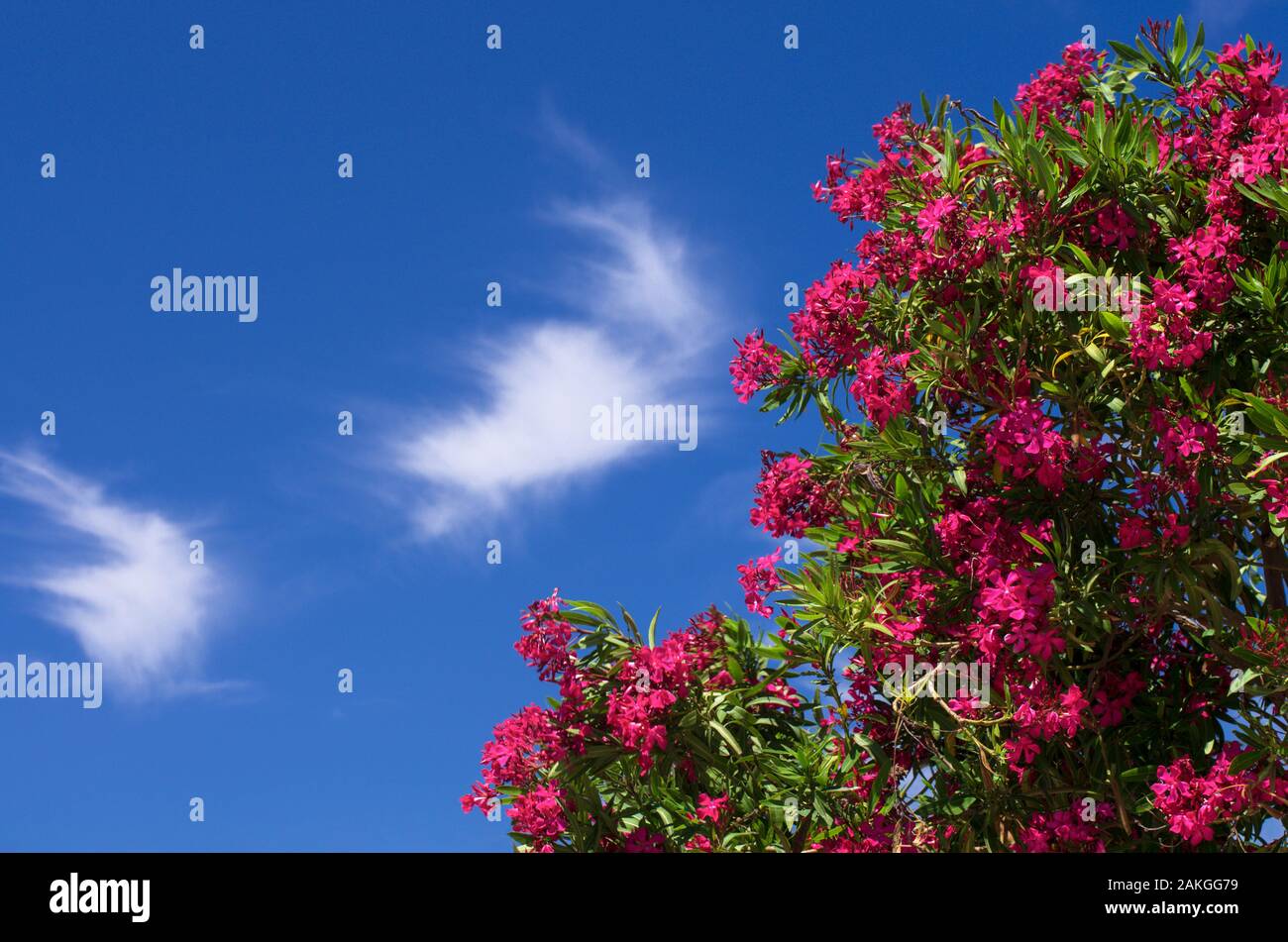 Scarlet flowers of spring oleander against a blue sky with white clouds ...