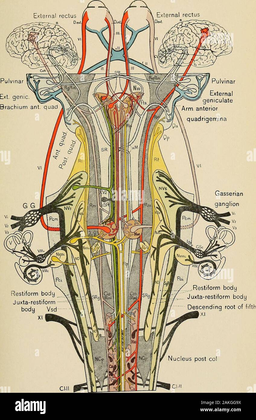 Netter Anatomy Nervous System
