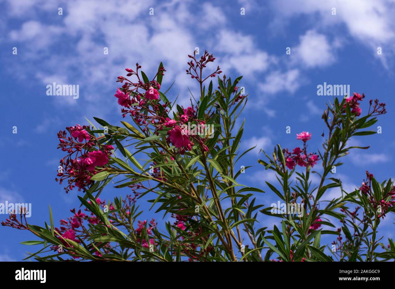 Blossomed red flowers of spring oleander against a blue sky with white ...