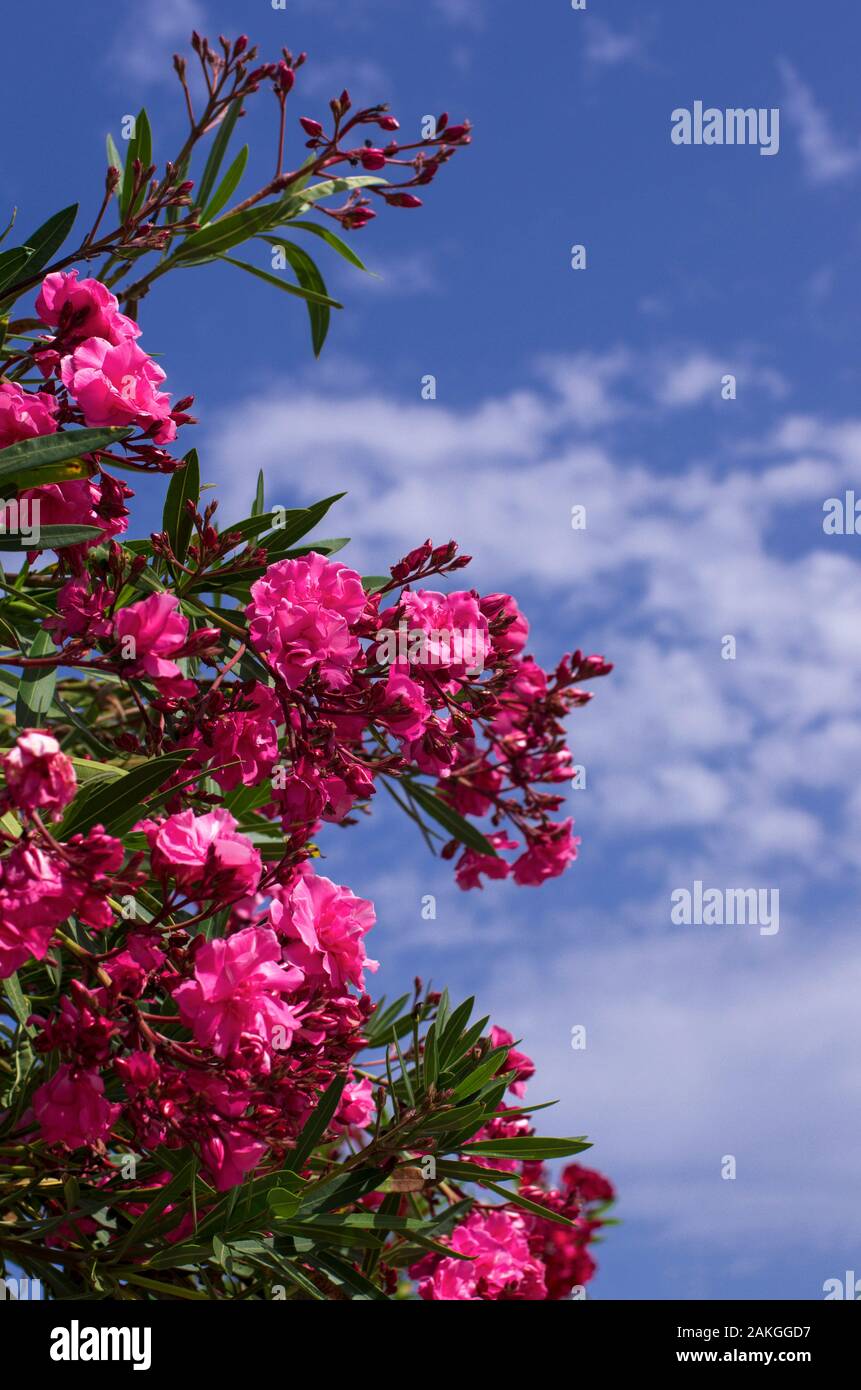 Blossomed red flowers of spring oleander against a blue sky with white ...