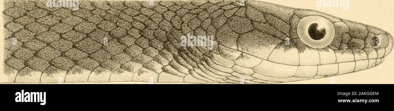 Catalogue of the snakes in the British Museum (Natural History ...