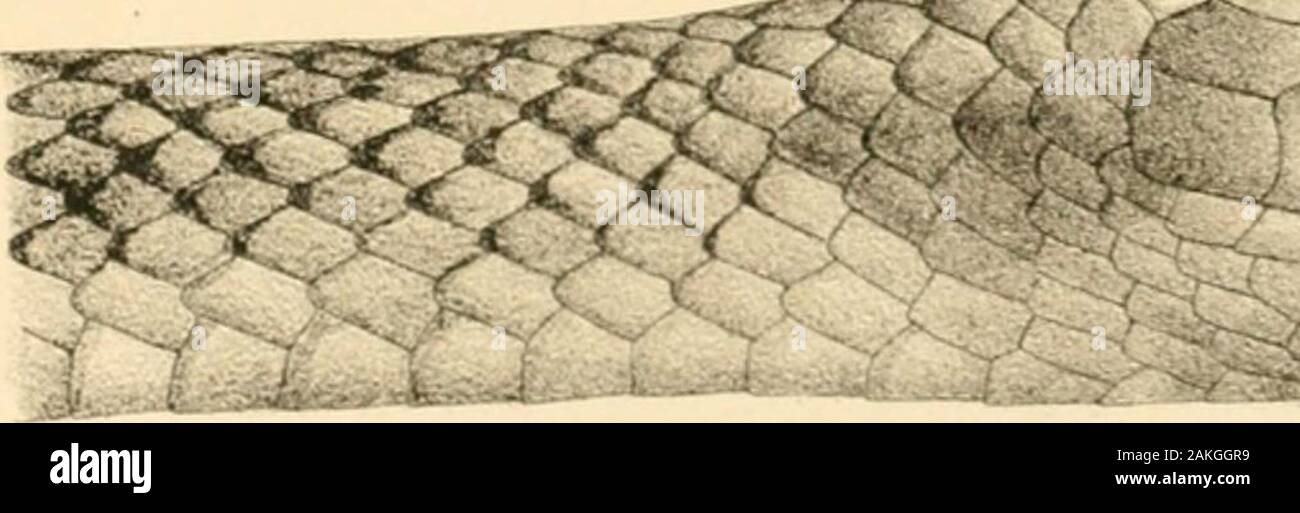 Catalogue of the snakes in the British Museum (Natural History Stock ...