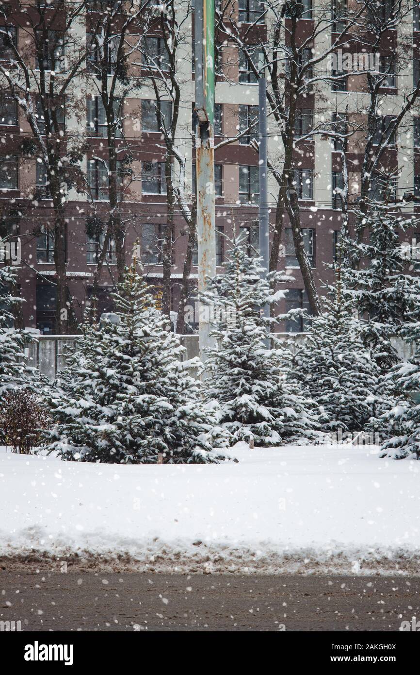 Christmas trees grow along a city road in front of a high-rise building ...