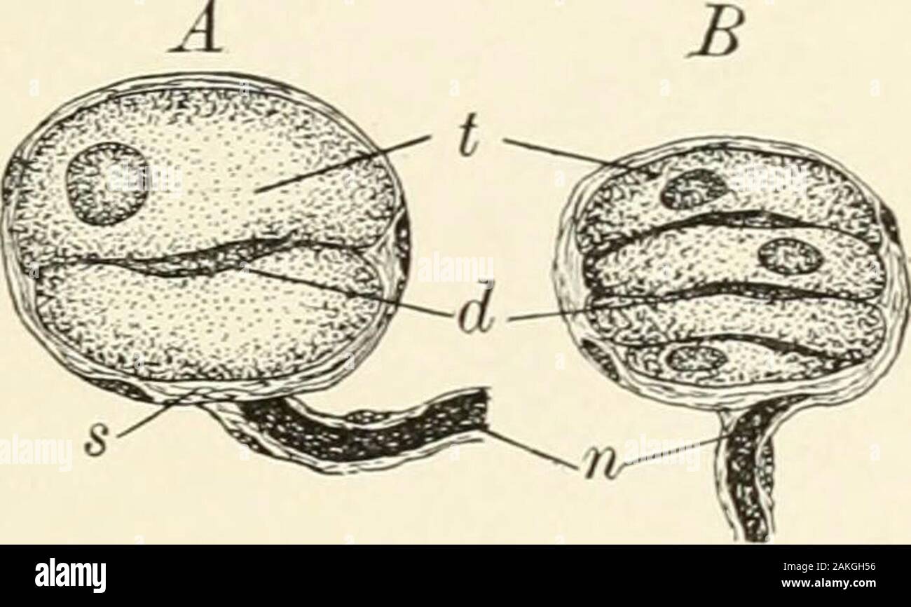 Textbook of normal histology: including an account of the development ...